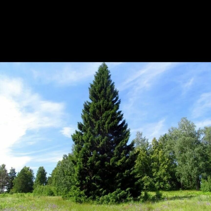 Семена Ели Сибирской, 30 штук