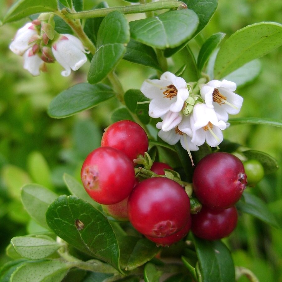 Семена Deodar SEEDS COMPANY Брусника дикая лесная 15 шт.