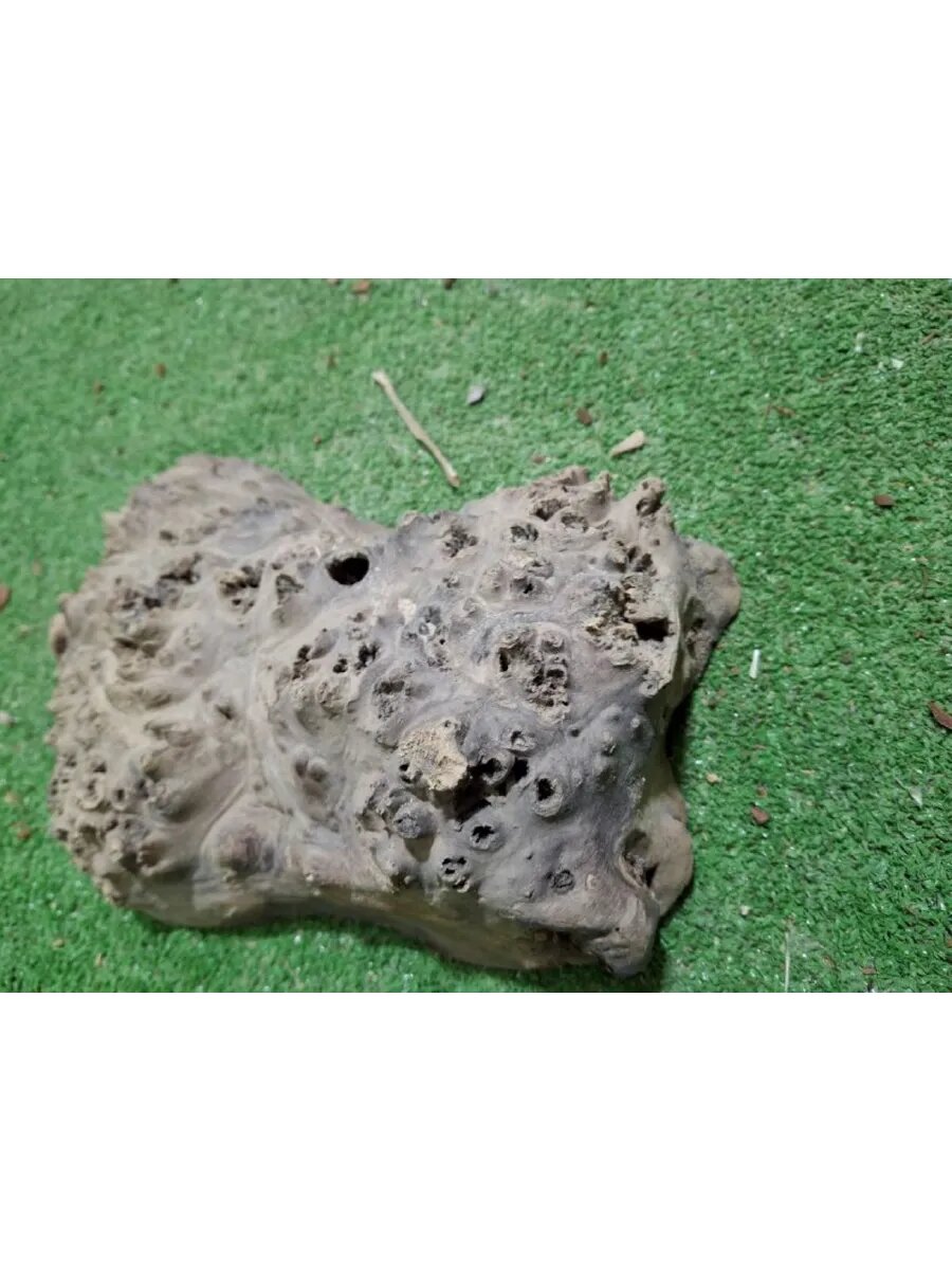 Слэб массив каповый тополь (250-170-70мм)