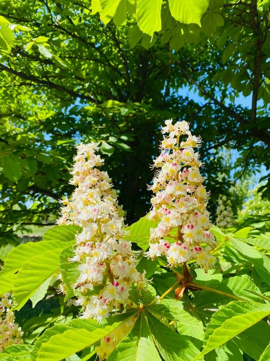 Каштан желтый, зимостойкий конский каштан, семена 5 штук + Подарок