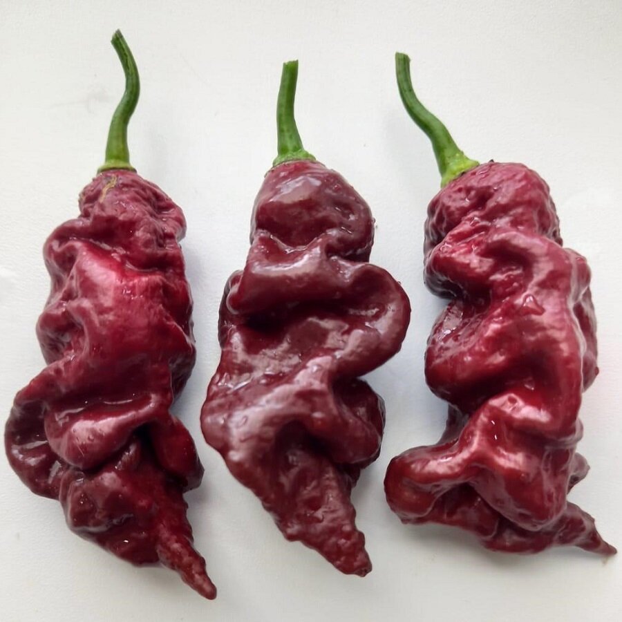 Семена Орешка Перец острый Pandora Chocolate 5 ШТ