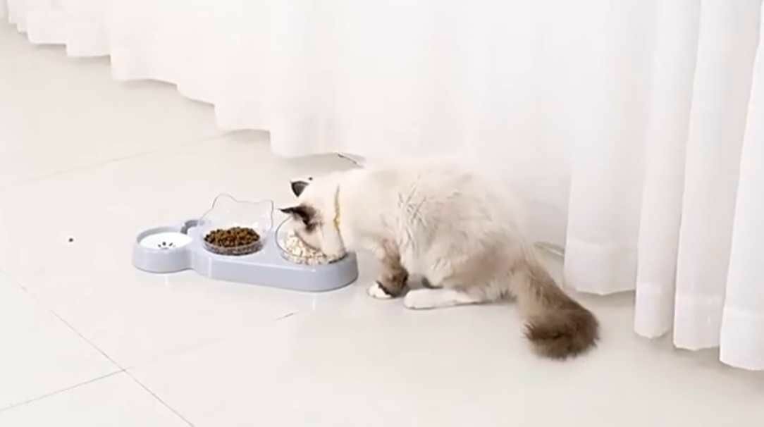 Миска для кота / кошки — фото 1