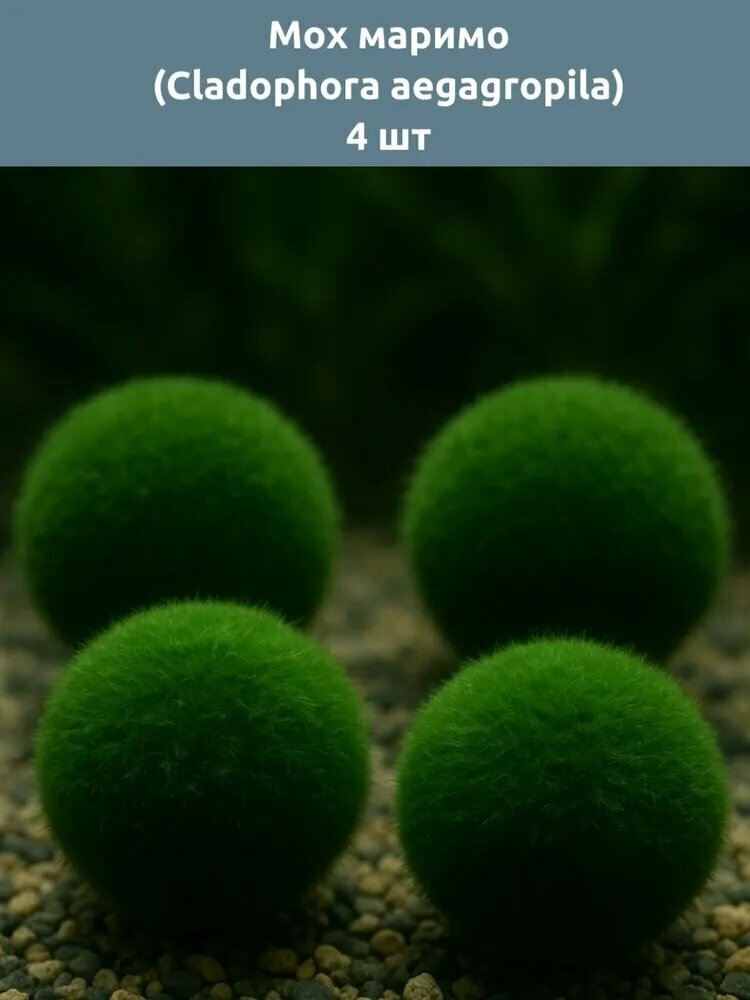 Кладофора шаровидная мох маримо (Aegagropila linnaei) 2-4см 4шт.