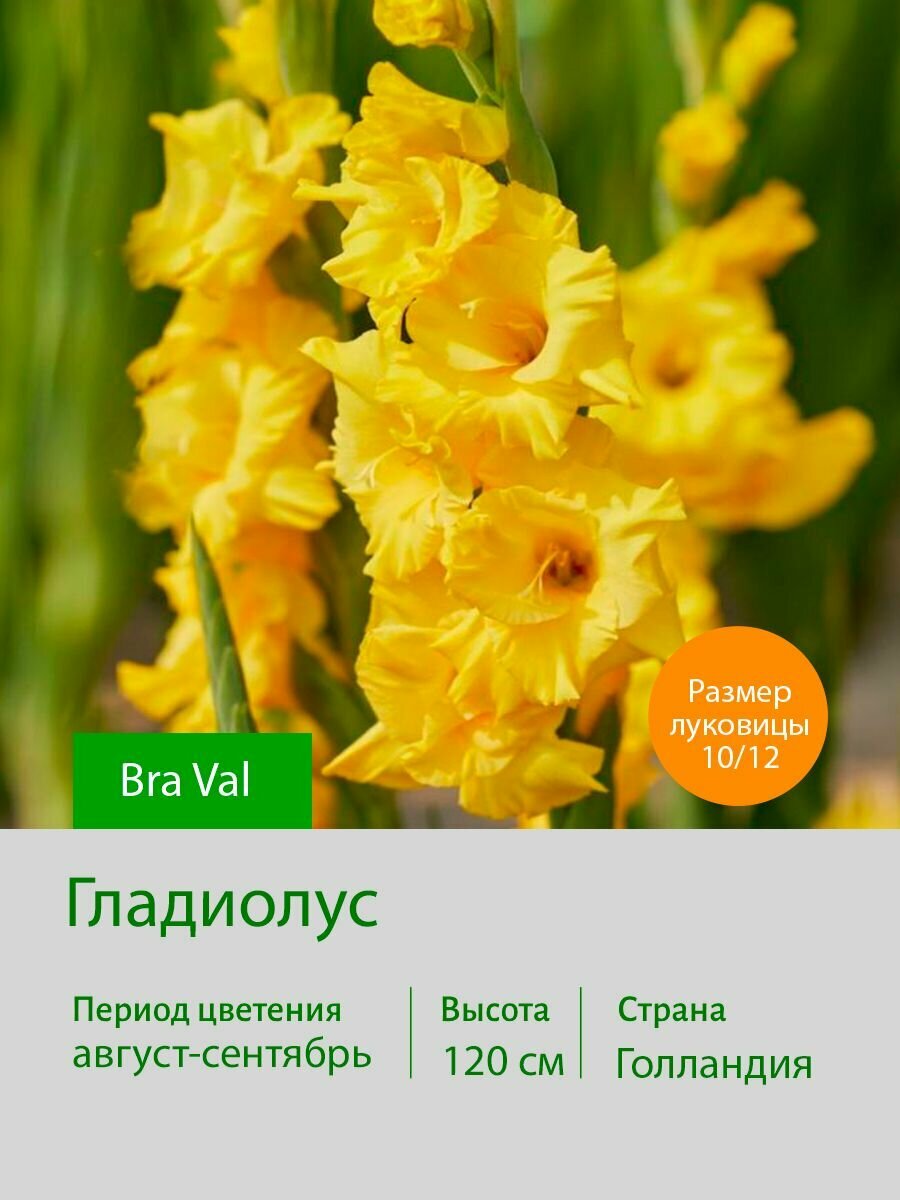 Гладиолус Бра Вэл (Bra Val) луковицы 3 шт. Сотка