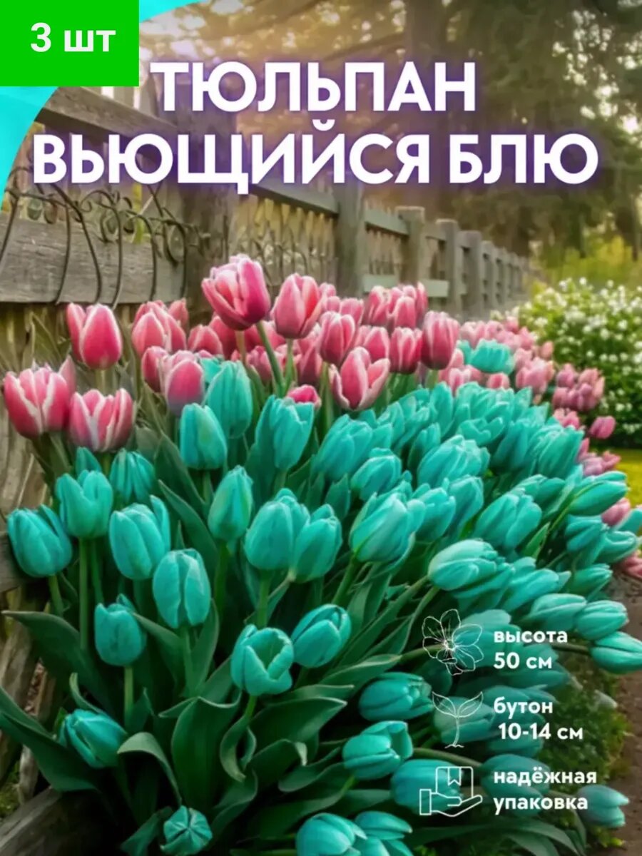 Тюльпан вьющийся блю