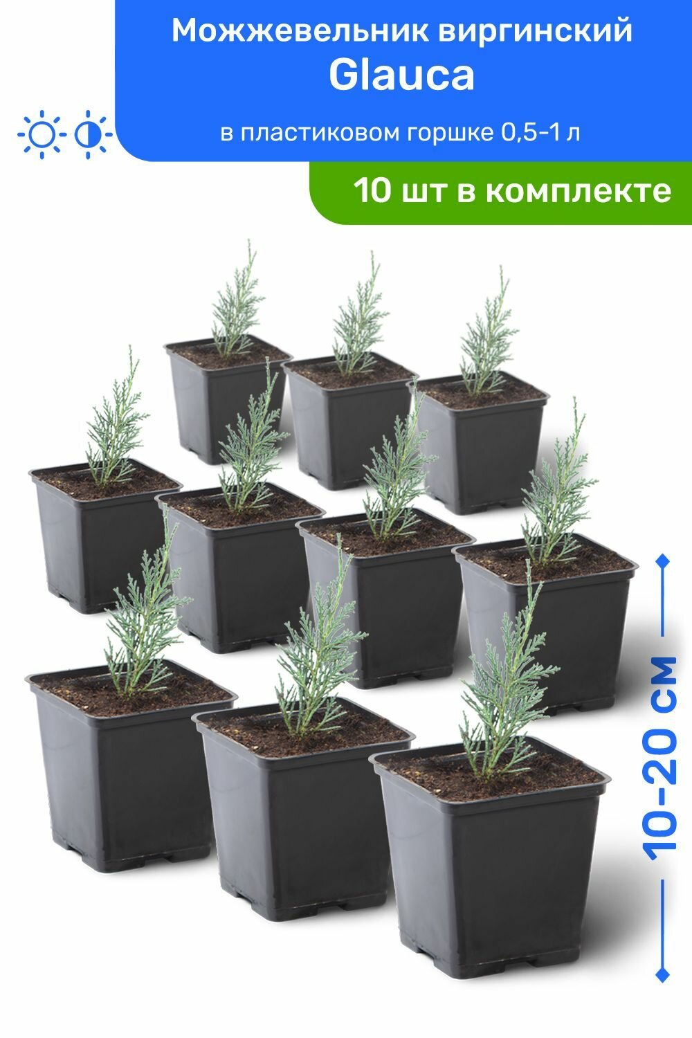 Можжевельник виргинский Glauca 10-20 см в пластиковом горшке 0,5-1 л, саженец, хвойное живое растение, комплект из 10 шт