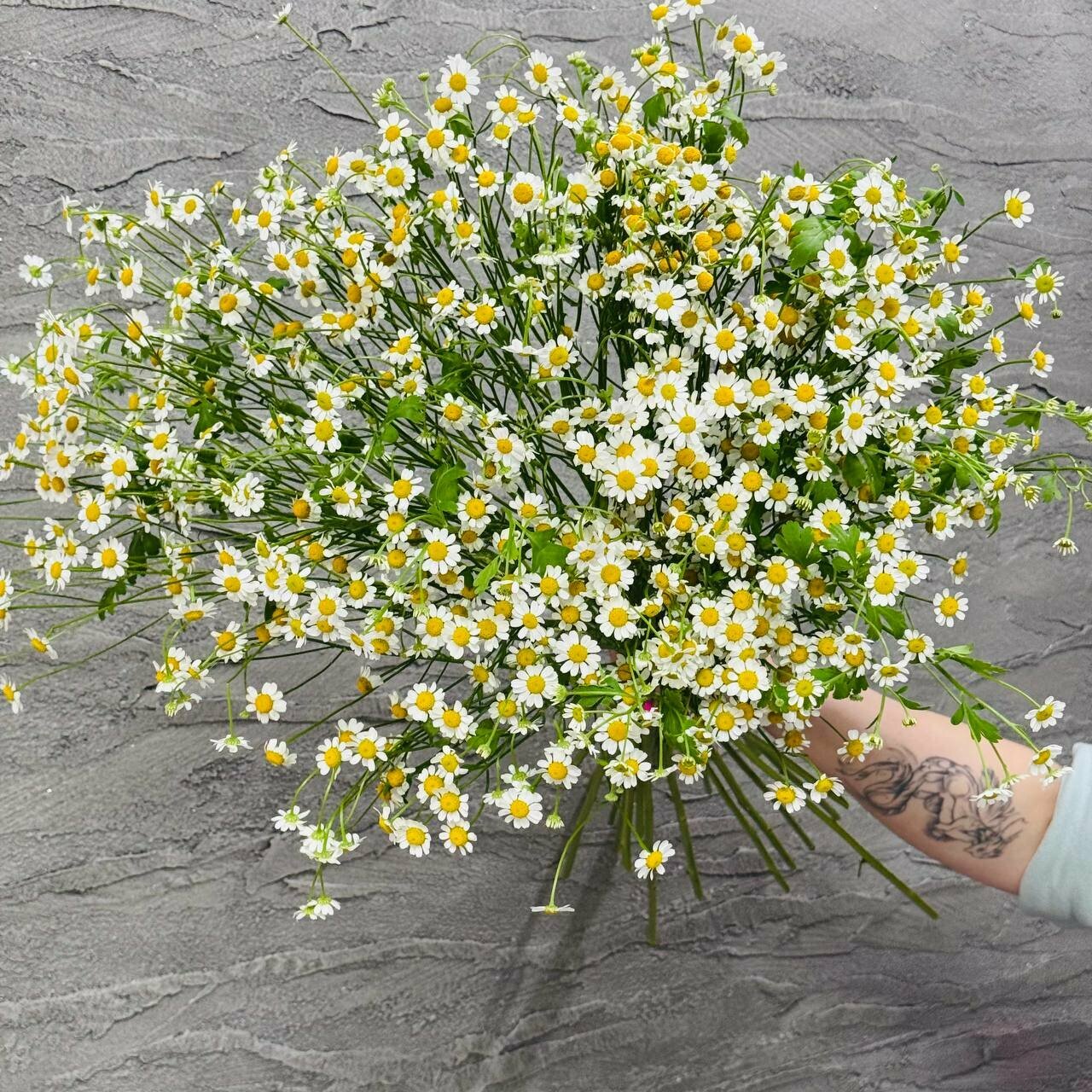 25 кустовых полевых ромашек танацетум матрикария. Ромашки полевые дл любимой девушки