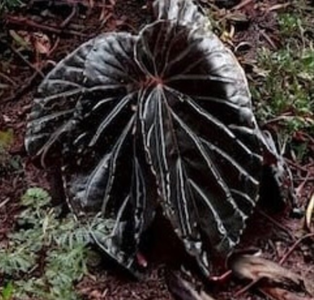 Бегония Черная для Флорариума Black Blood, саженец, высота 5 см