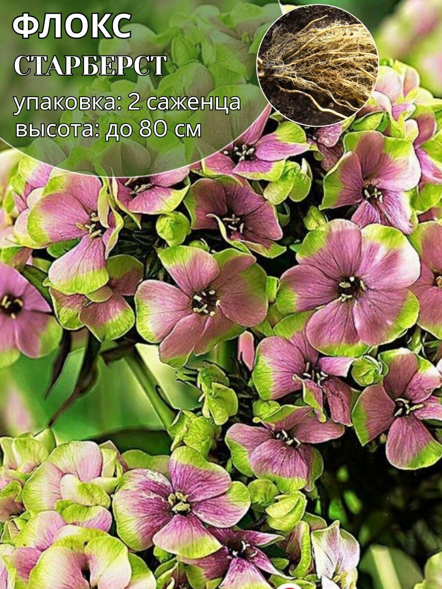 Флокс Старберст, 2 саженца
