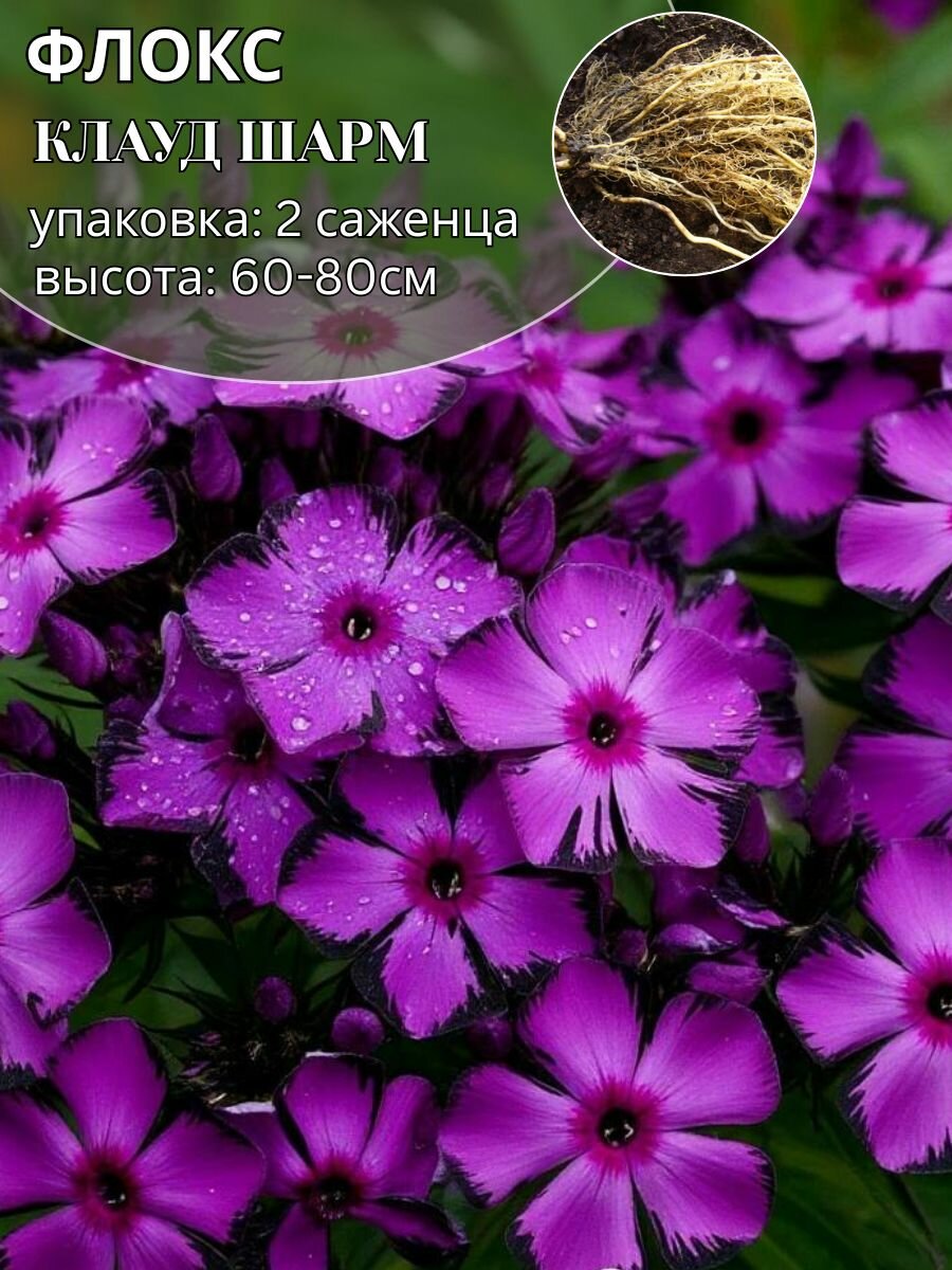Флокс Клоуд шарм, 2 саженца
