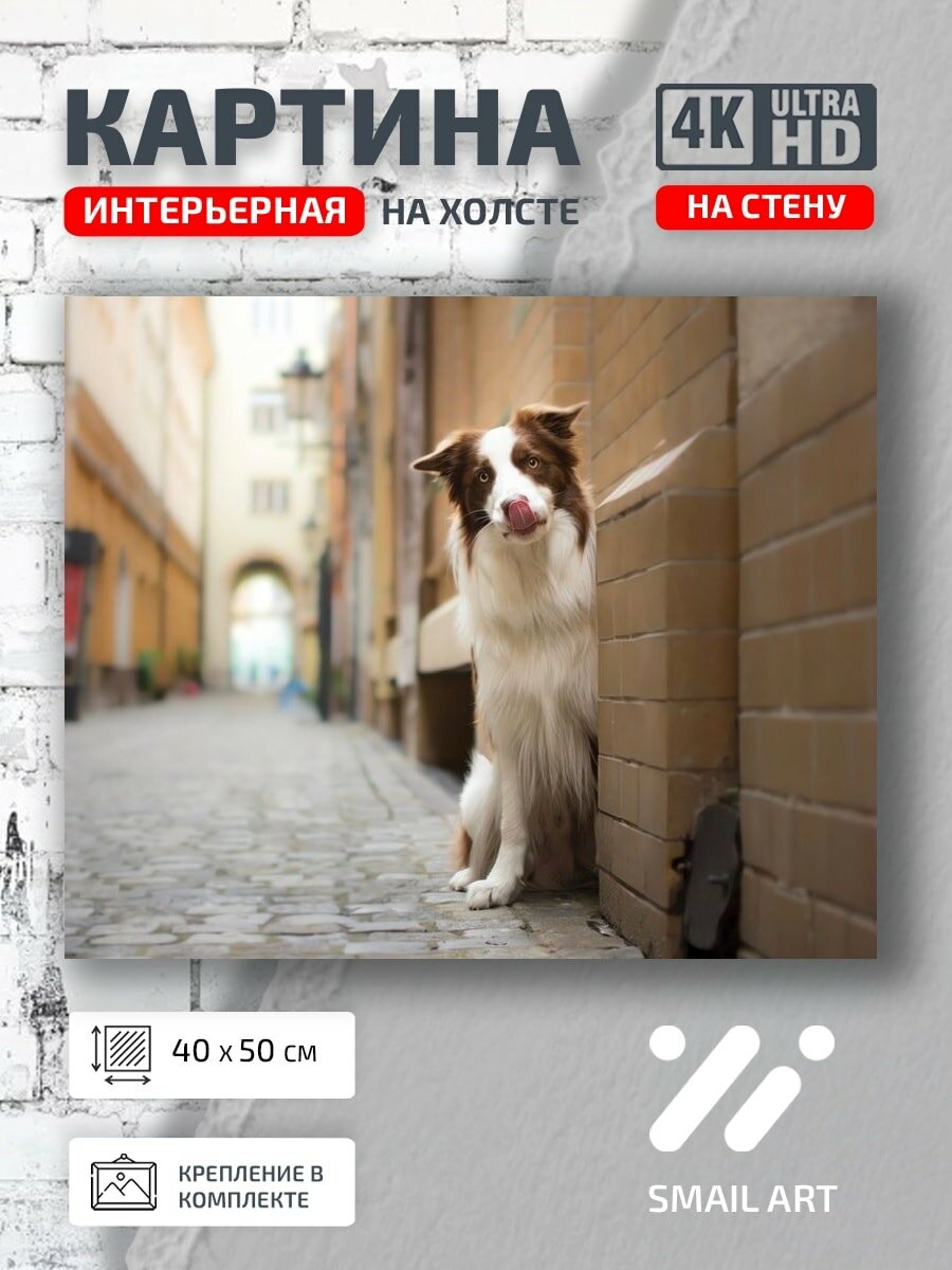 Картина на холсте интерьерная 40 на 50 на стену Животные Бордер-колли для кабинета атмосфер