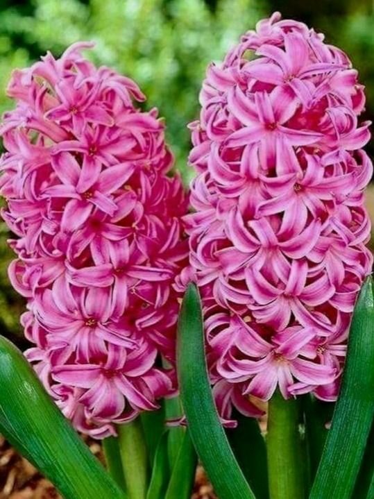 Гиацинт Пинк Перл - Hyacinthus Pink Pearl (крупные луковицы для посадки 3 шт) / для дачи, сада, дома и балкона