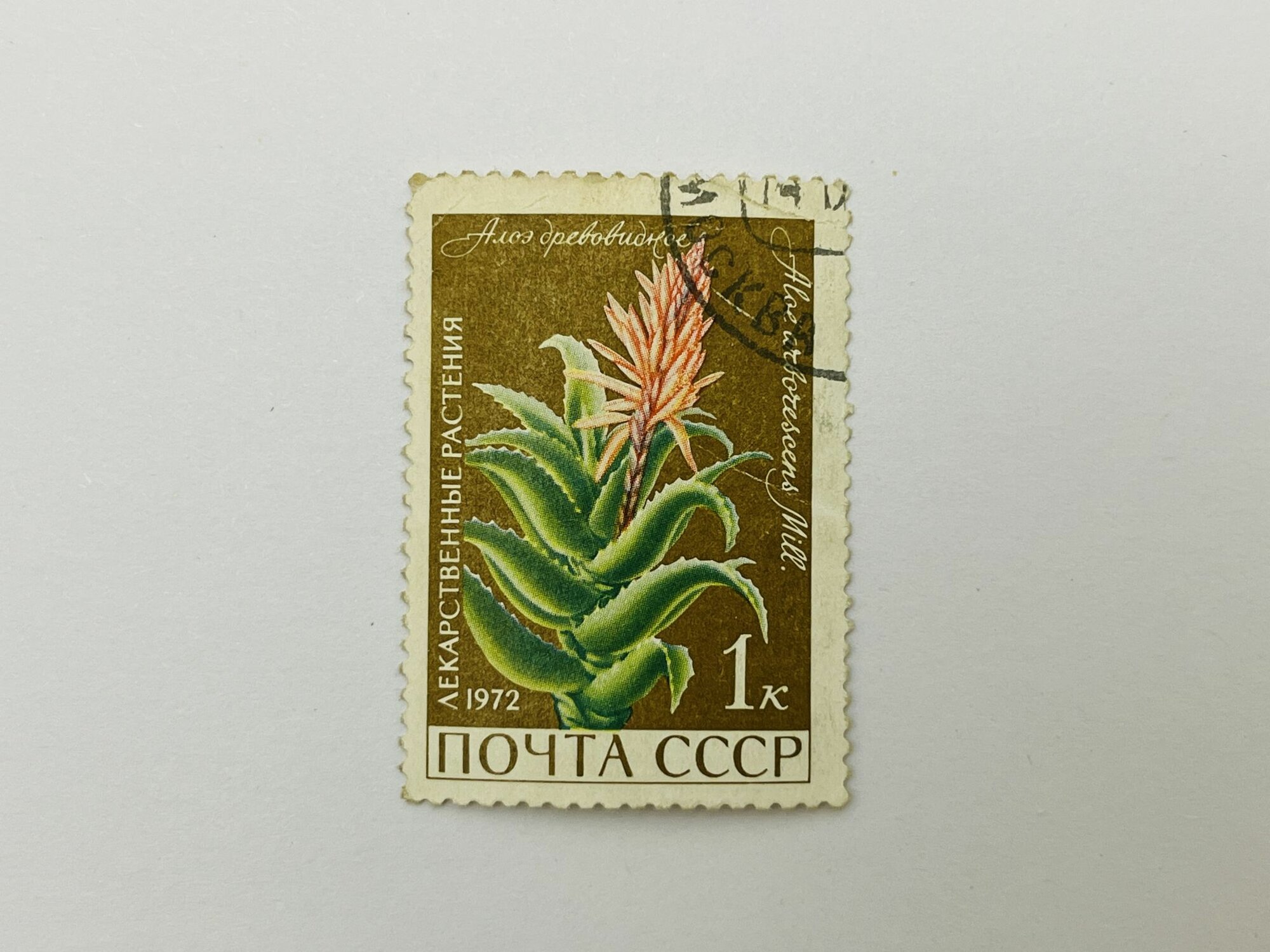 Лекарственные растени: Алоэдревовидное (Aloe arborescens Mill.). Флора. СССР. 1972. Загорский: 4038. Гашен