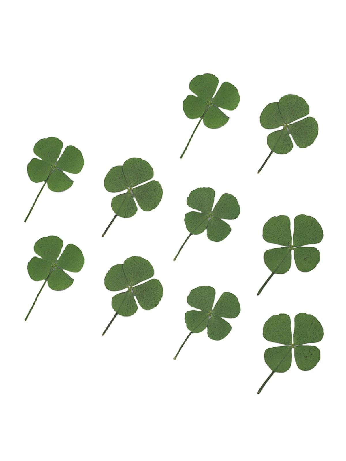 10 цветов, четырехлистный клевер, сухоцветы, белые цветы