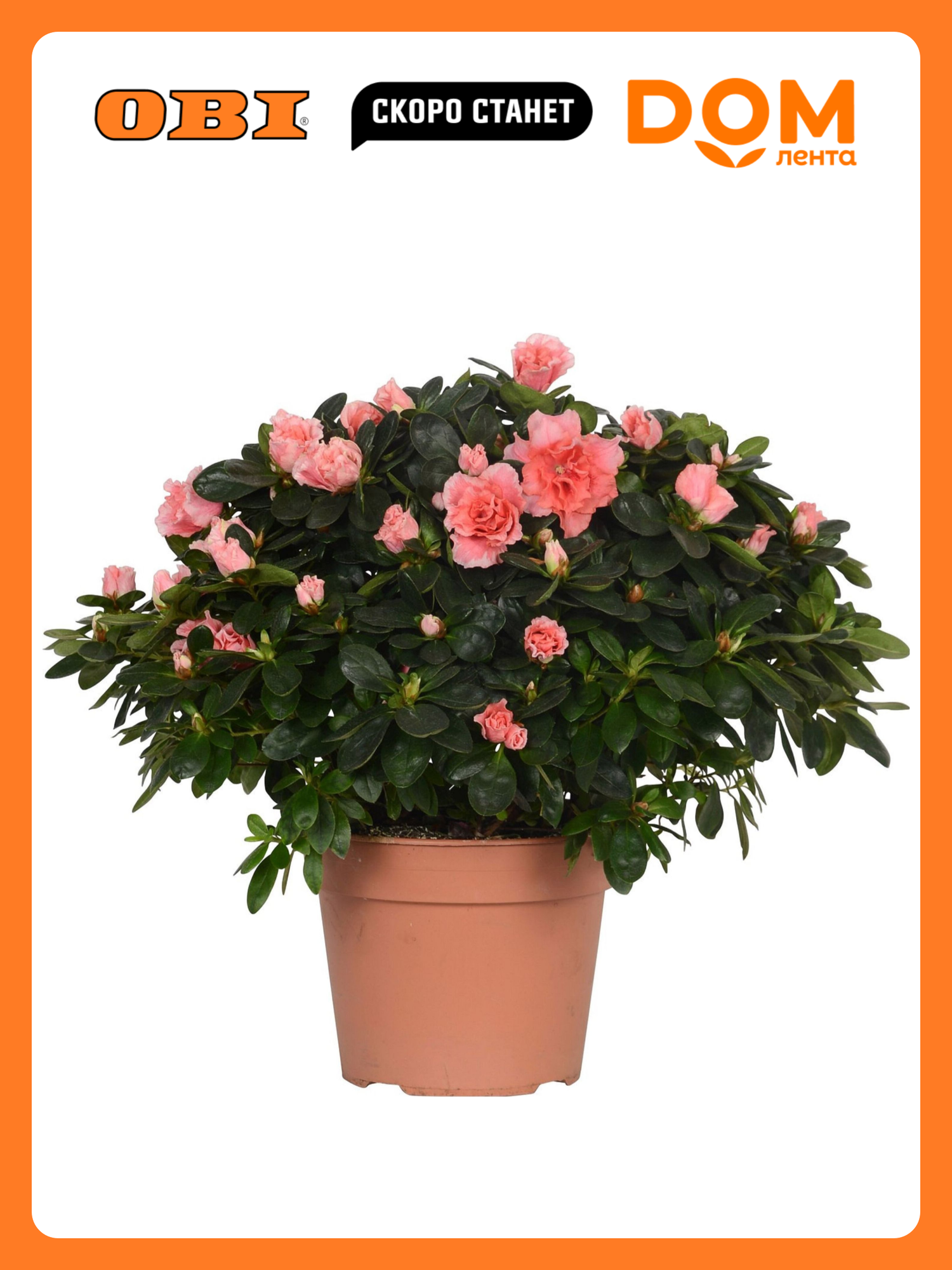 Растение Азалия индийская, 25 см, декоративно-цветущее, полутень, умеренный полив