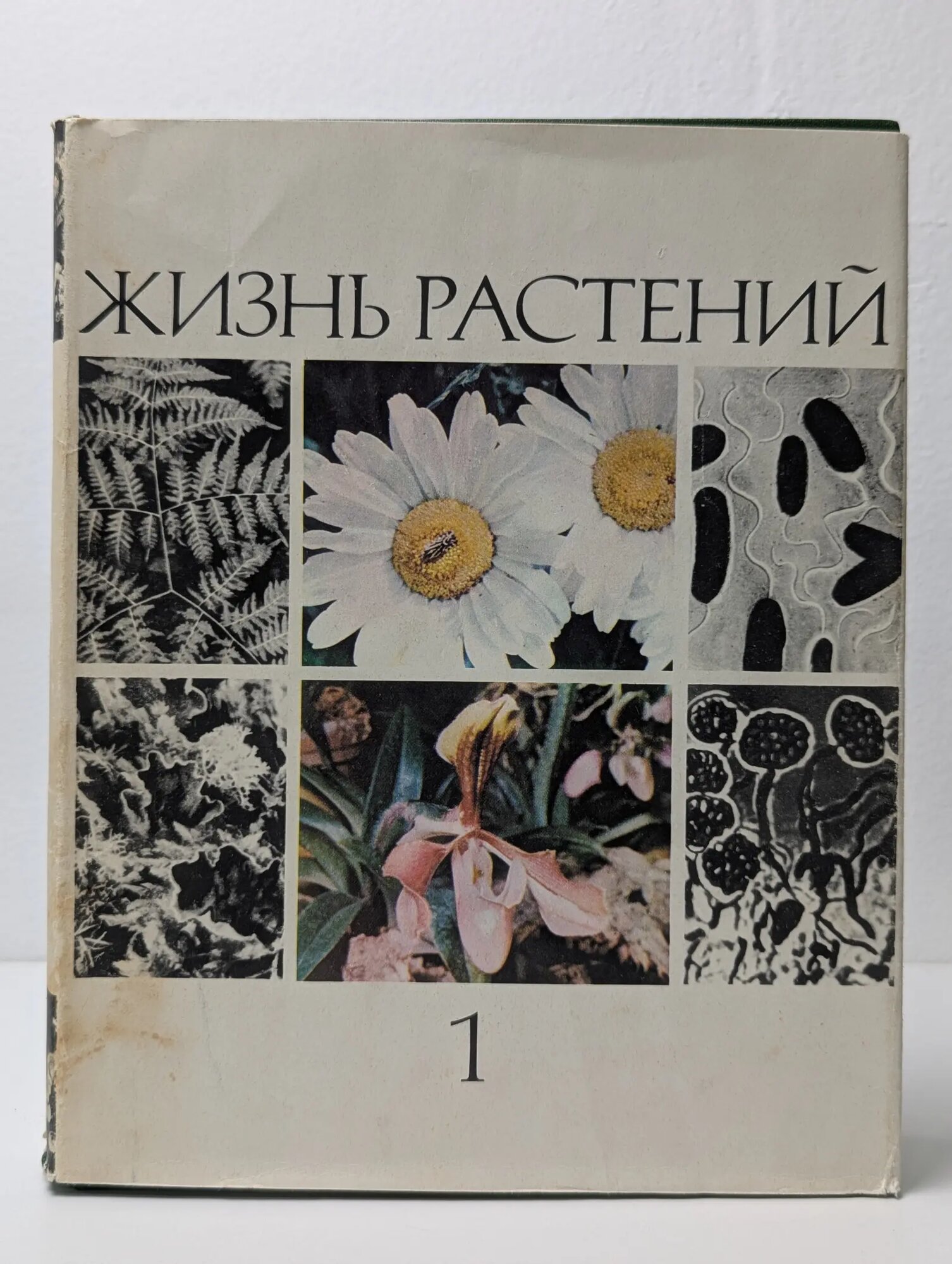 Жизнь растений. Том 1. Введение. Бактерии и актиномицеты Красильников Николай Александрович (ред.) 1974