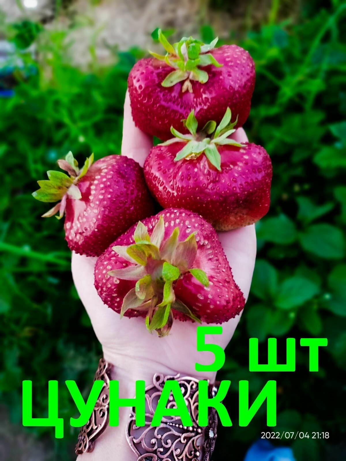 Рассада. Клубника Цунаки