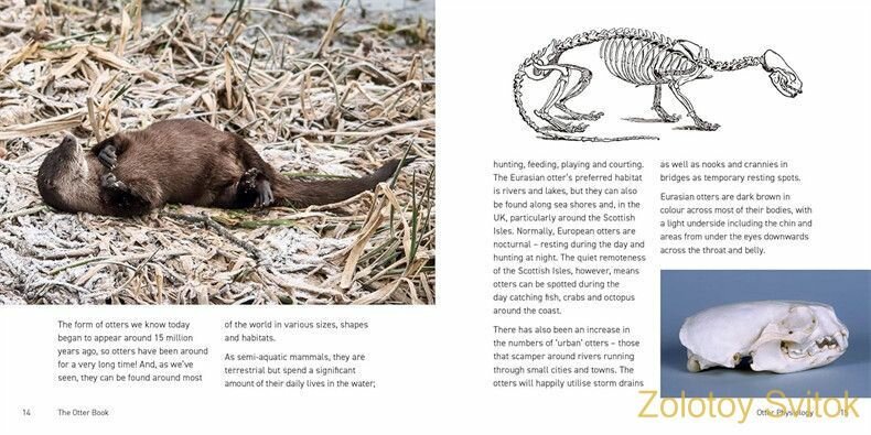 Книга Jo Byrne "The Otter Book", 2022 г, твердый переплет, 160 стр. — фото 1