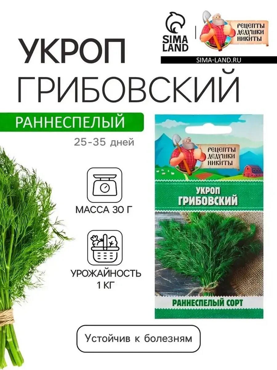 Ароматный укроп для вашего огорода и кухни