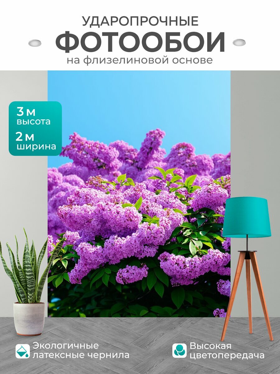 Фотообои моющиеся ударопрочные "Яркий куст сирени, цветущий в пастельных оттенках фиолетового и зелёного, создаёт контраст с небом. используйте" 200x300 см. флизелиновые на стену