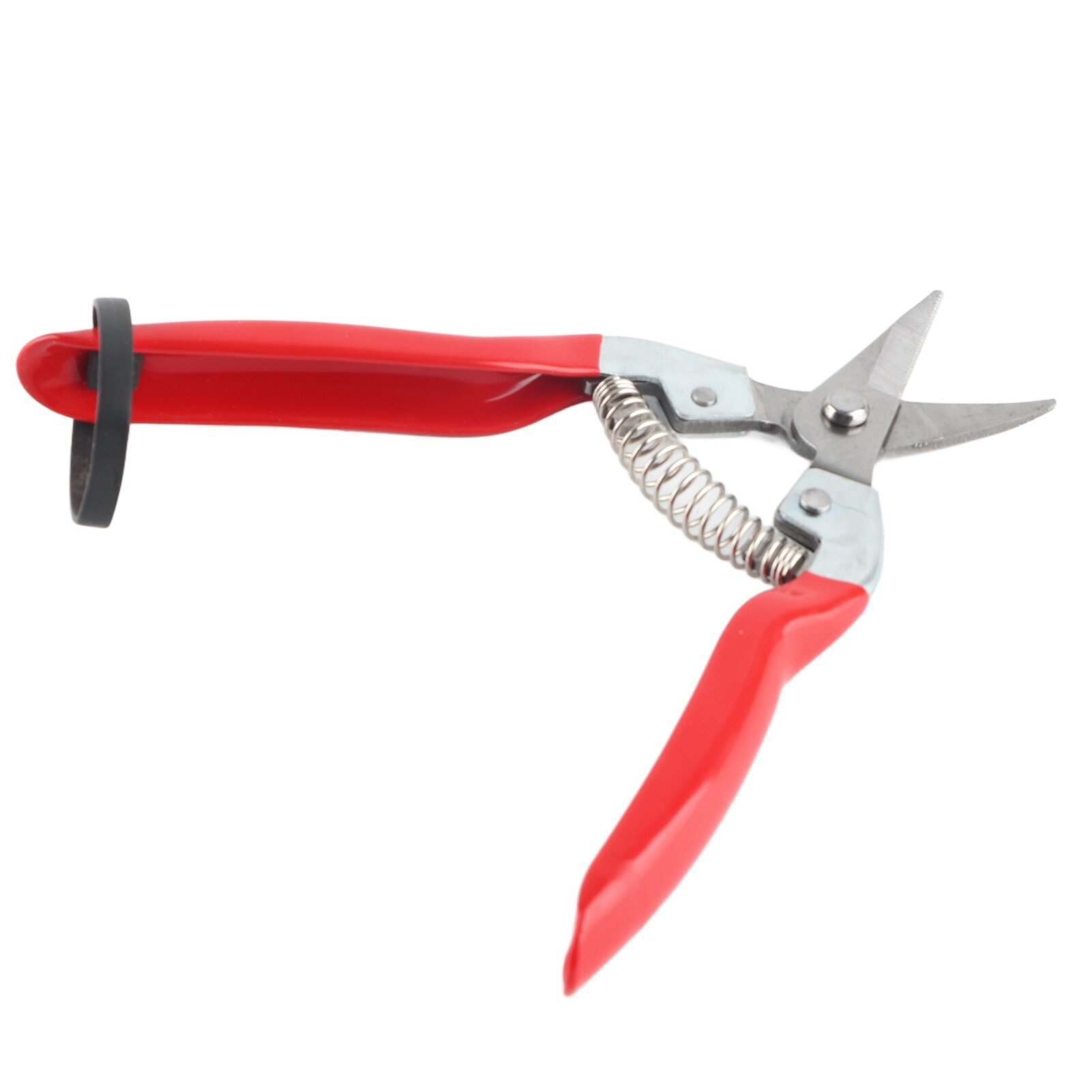 1 % крепкий фруктовый дерево бонсай