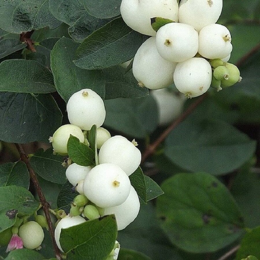 Семена Deodar SEEDS COMPANY Снежноягодник белый 15 шт.