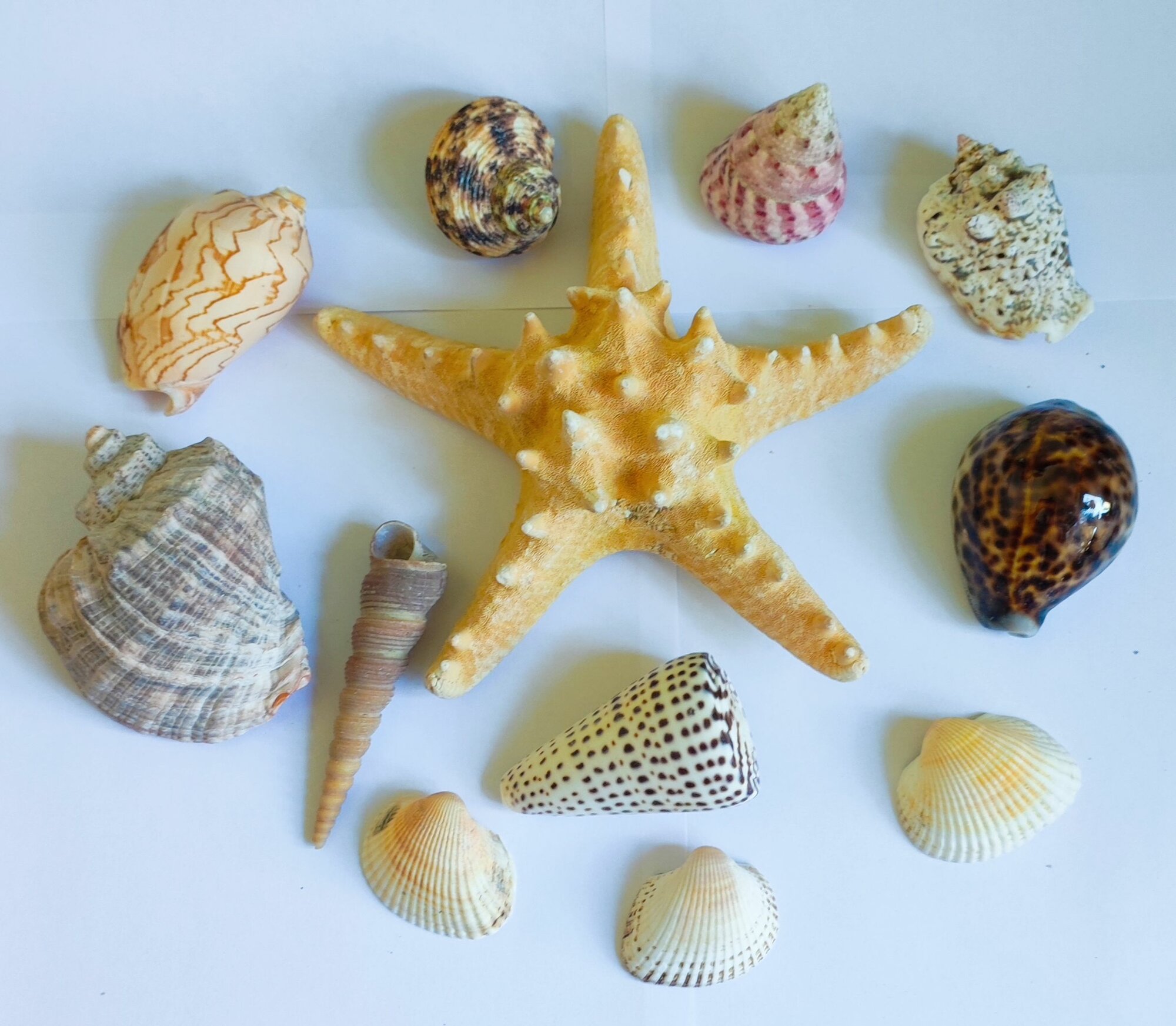 Набор морских ракушек с морской звездой