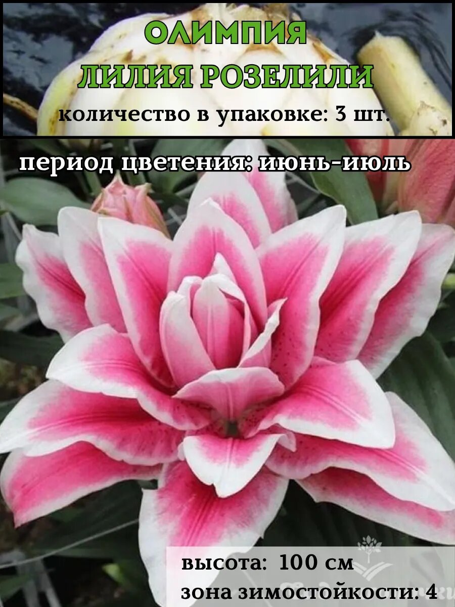 Лилия восточная, луковицы 3 штуки