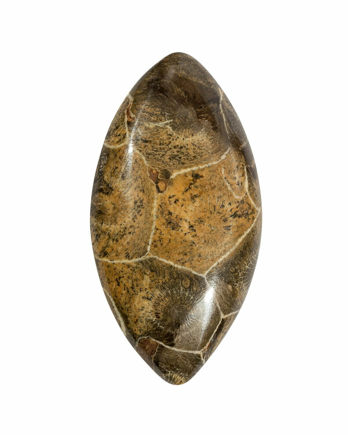 Кабошон из коралла, размер 56х29х6 мм, вес 16 грамм