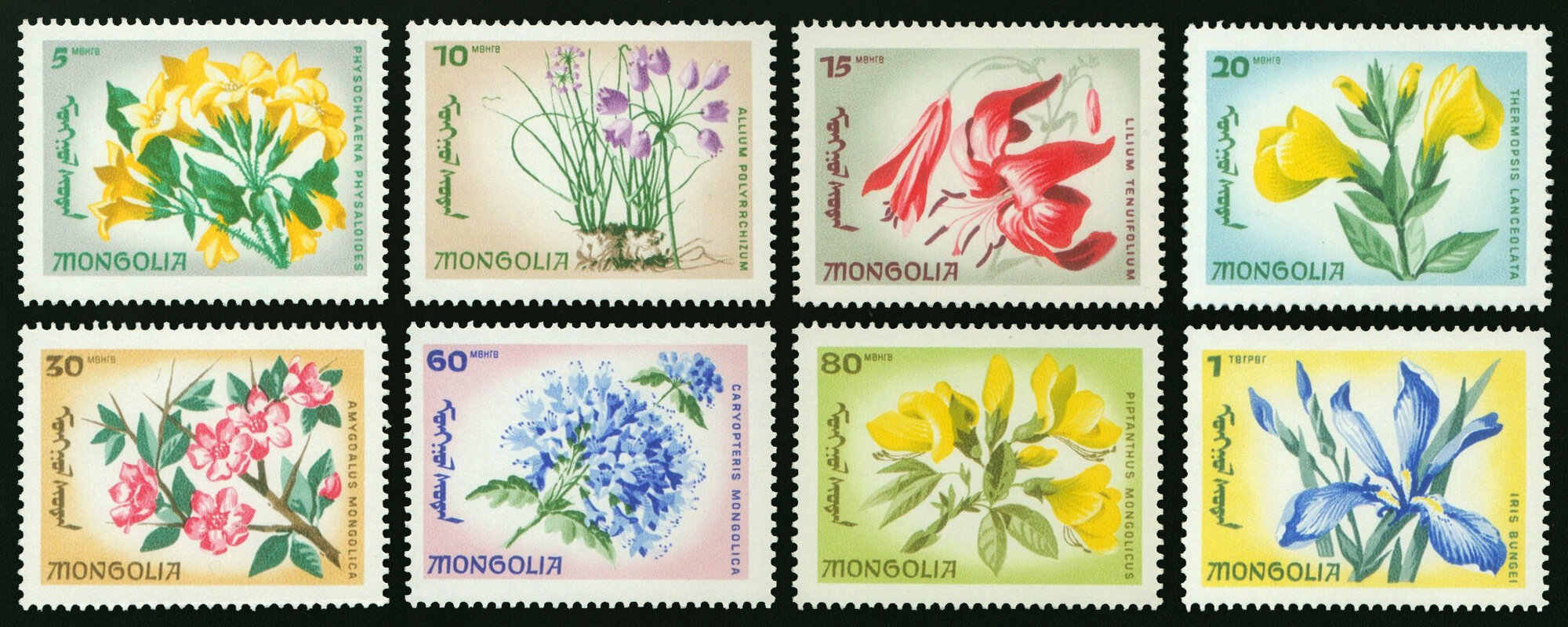 Почтовые марки Монголия 1966г. "Цветы Монголии" Цветы MNH