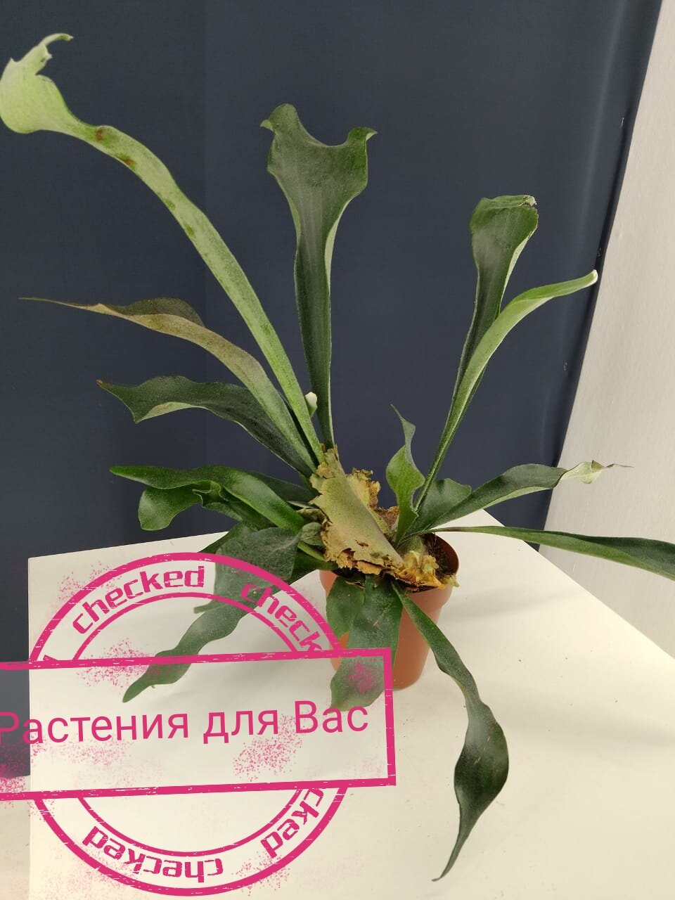 Платицериум бифуркатум