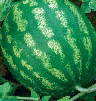 Семена Арбуза Пекинская радость Фермерская F1 (1 гр.)