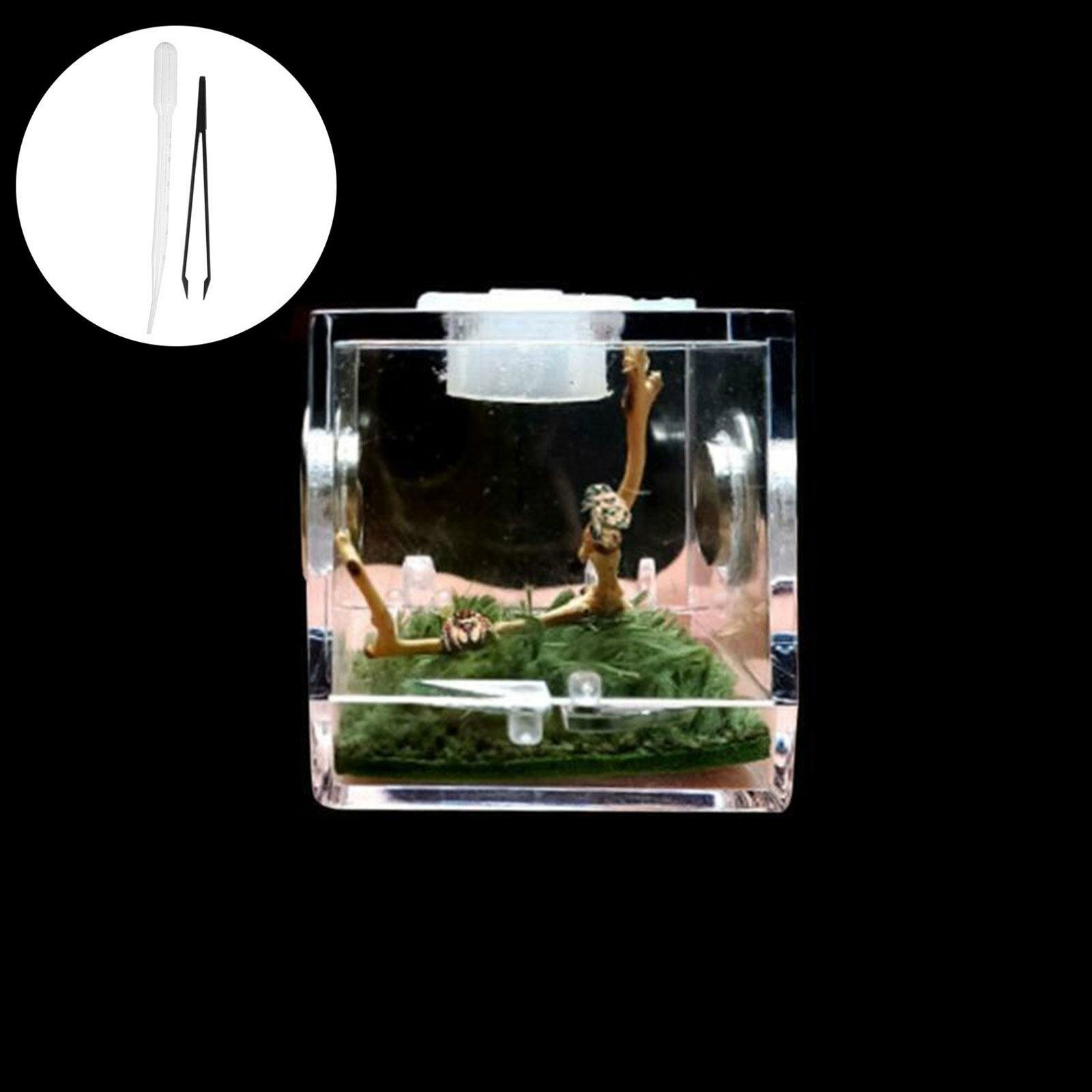 Компактный контейнер для содержания пауков-скакунов