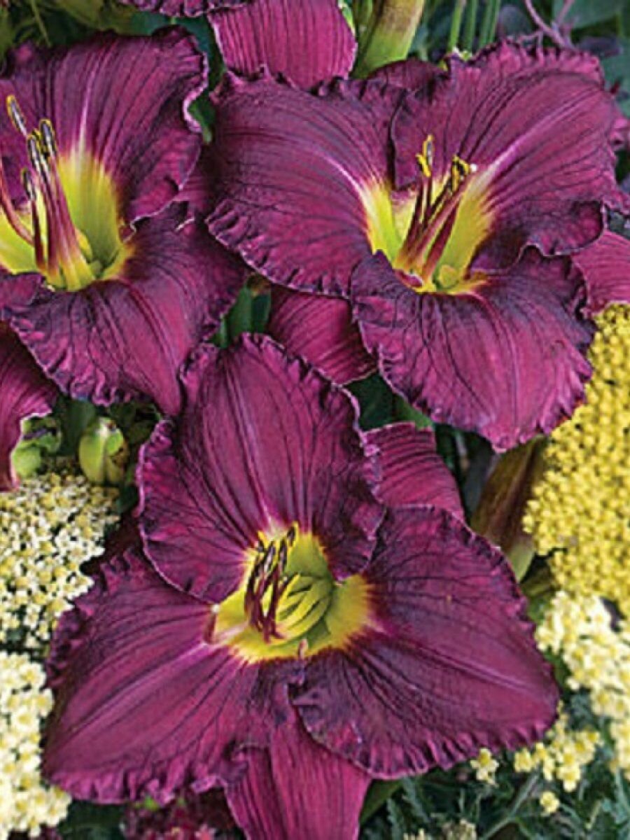 Лилейник Носферату