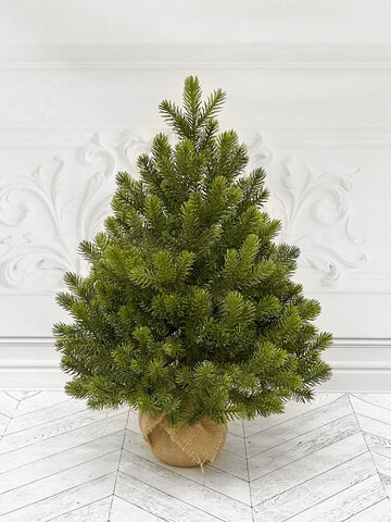 Triumph tree ель Можжевельник литой в мешочке 60 см