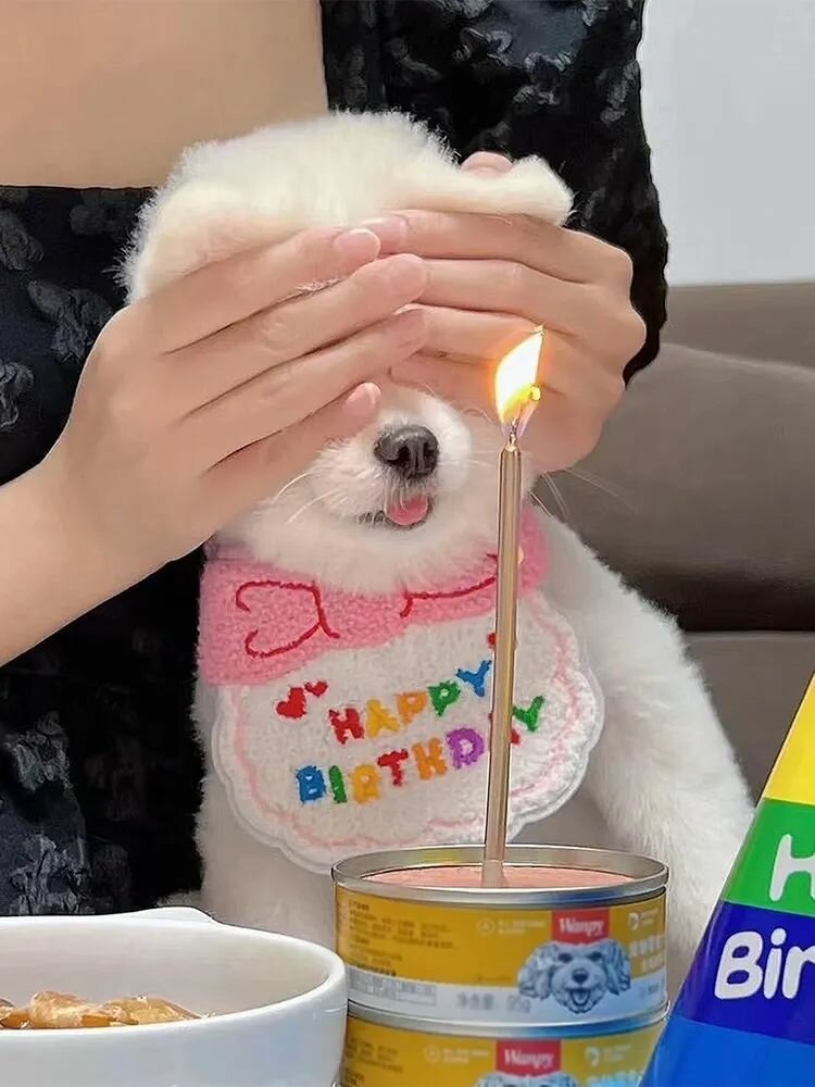 Бабочка и колпак праздничный костюм на День Рождения кота и собаки