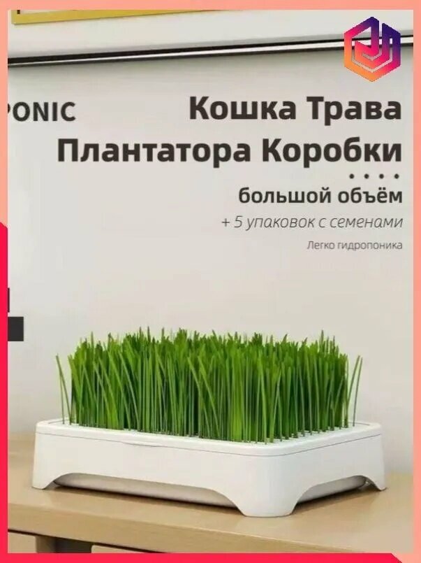 Кошка Трава Плантатора Коробки / 5 пакетиков семян