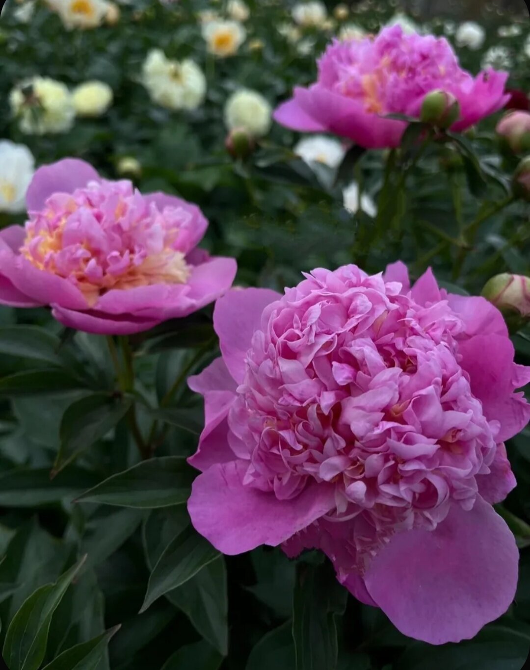 Пион Олимпиада 80