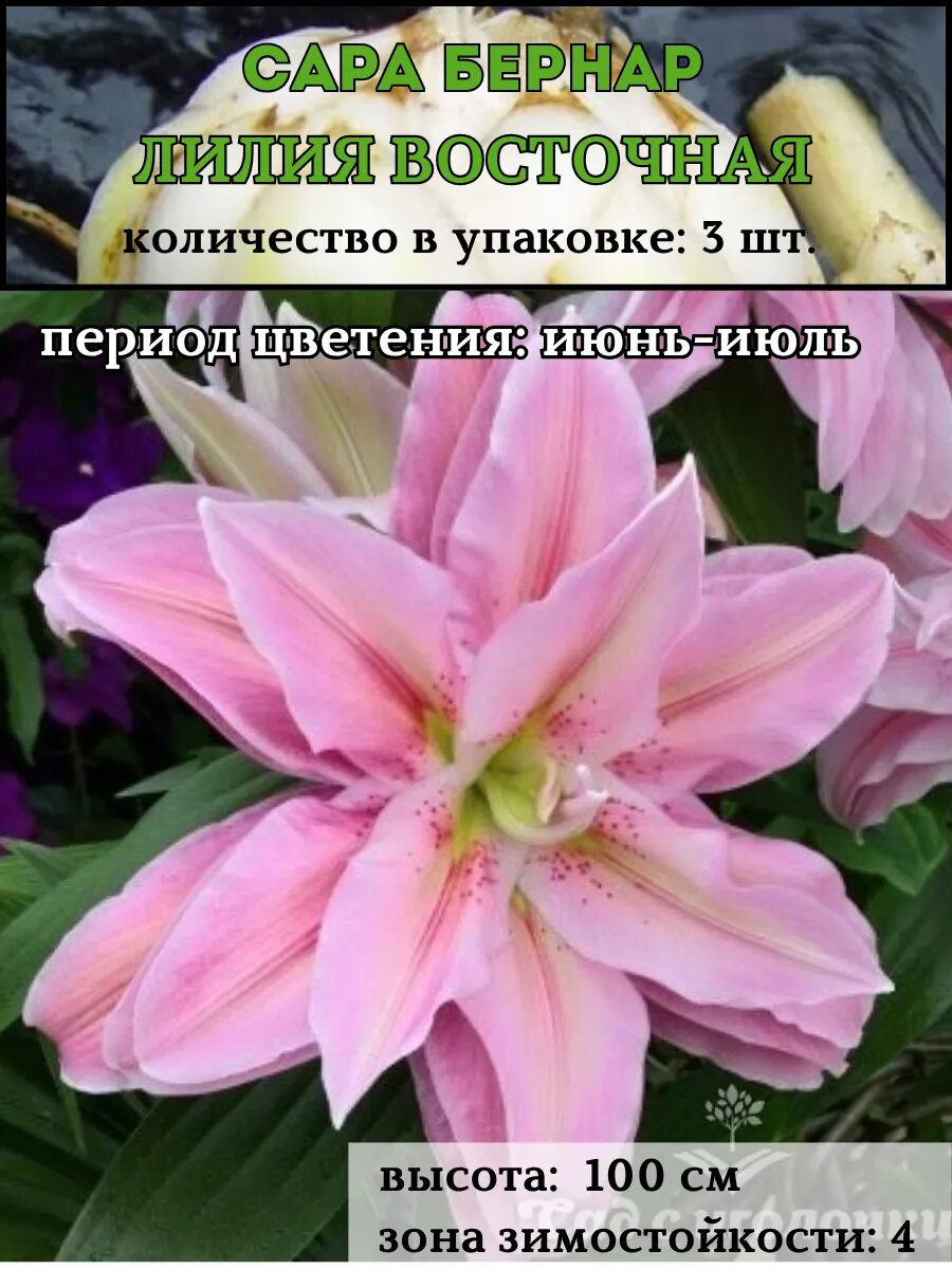 Лилия восточная, луковицы 3 штуки