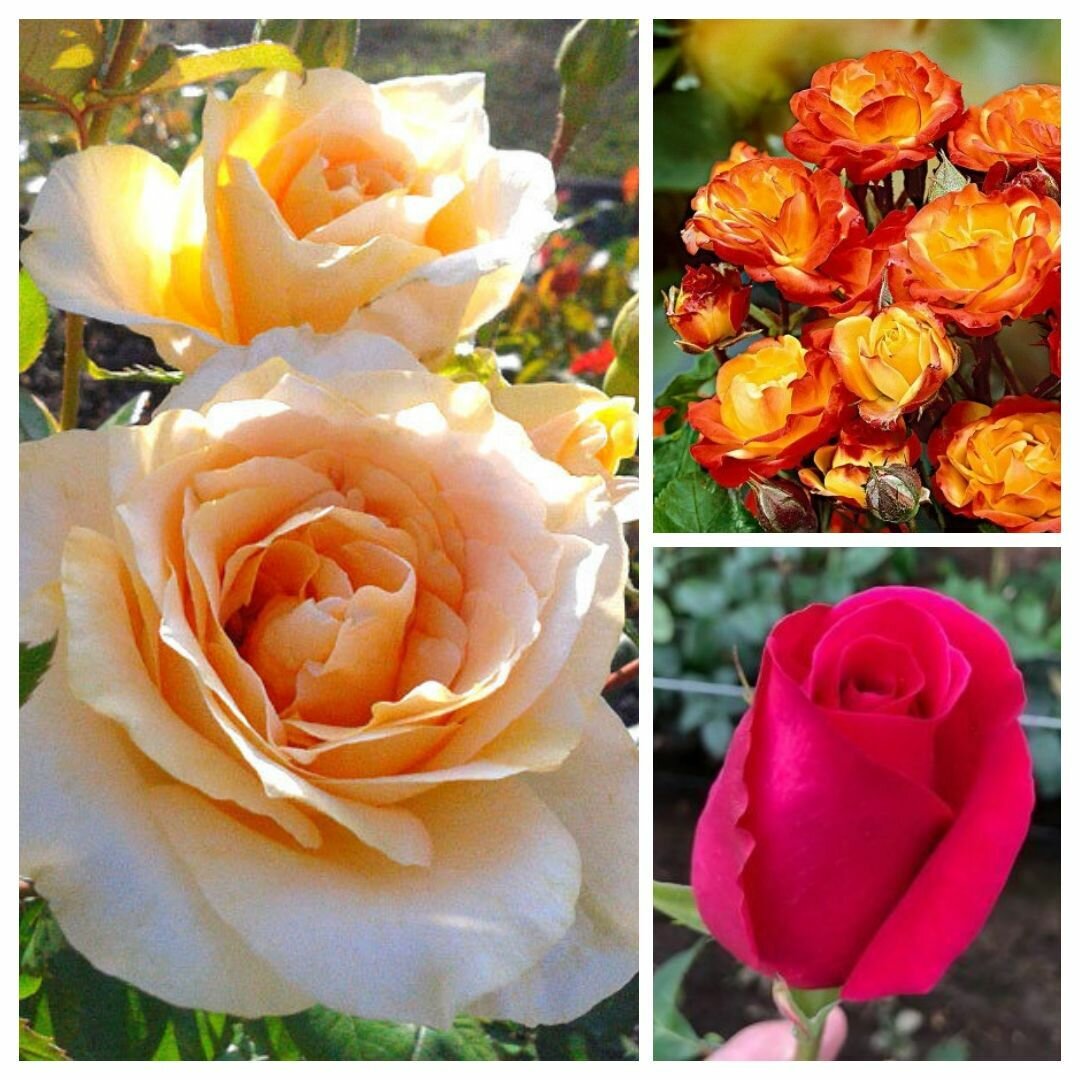 Комплект чайно-гибридных роз Мама Америка 3 шт