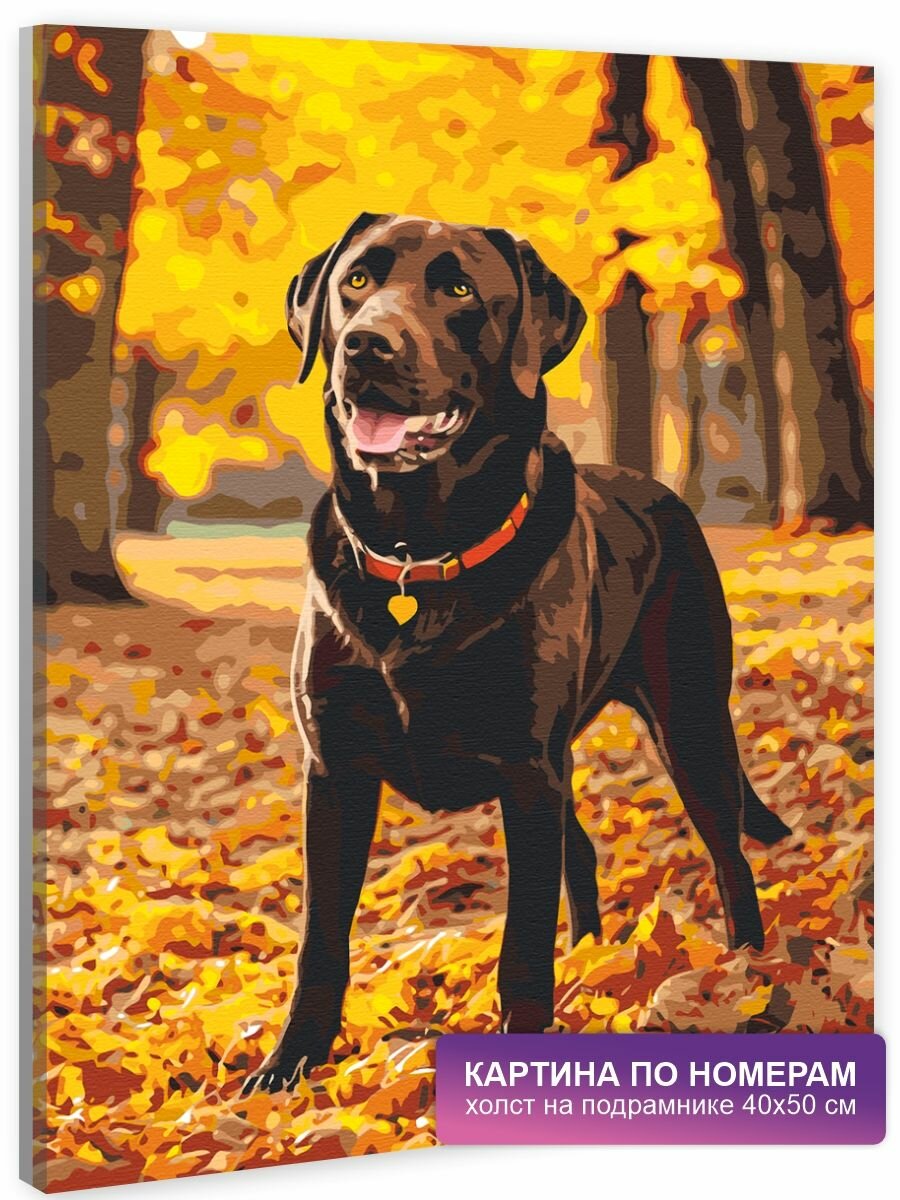 Картина по номерам на холсте с подрамником 40х50 см. Природа, животные, рыбы, птицы. Собаки, щенки. "Лабрадор", арт. 5317/