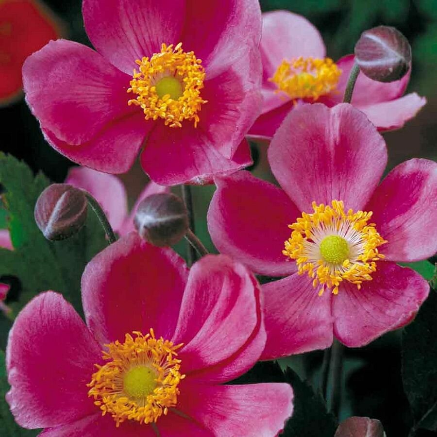 Анемона (ветреница) японская SEPTEMBER CHARM 1 шт