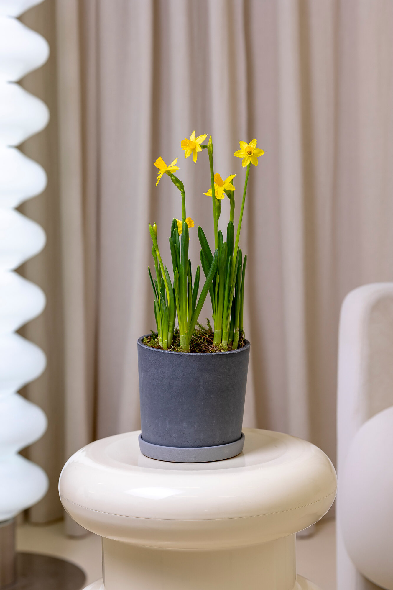 Комнатное растение первоцветы нарциссы в бетонном горшке h 30 см