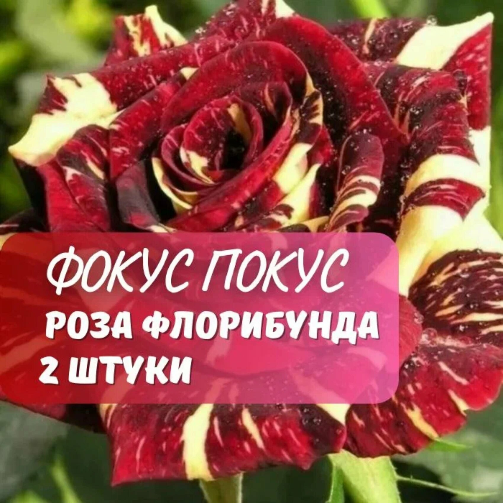 Роза флорибунда Фокус Покус (Focus Pocus) / 2 шт, непрерывноцветущий сорт