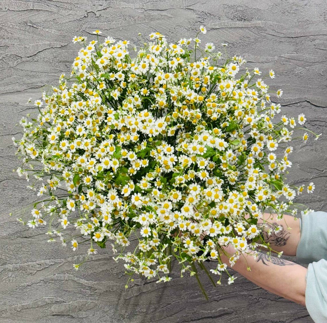 Большой букет из 51 кустовой полевой ромашки танацетум матрикария. Ромашки