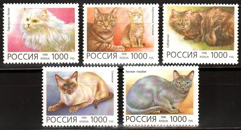 Почтовые марки России. 1996 год. Фауна. Кошки. Серия из 5 марок. MNH(**)