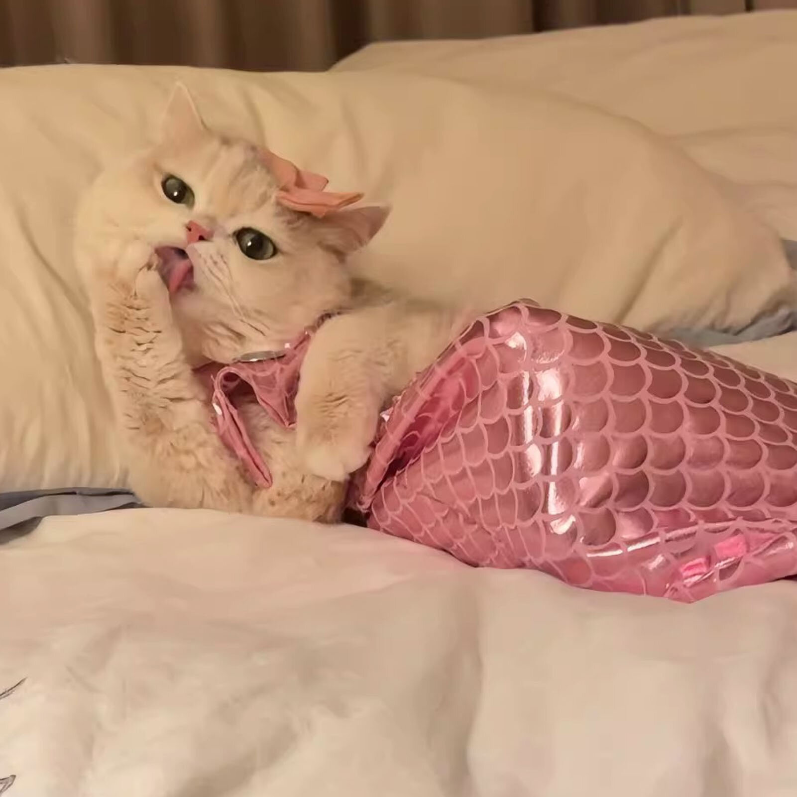 Кот костюм рыбного хвоста