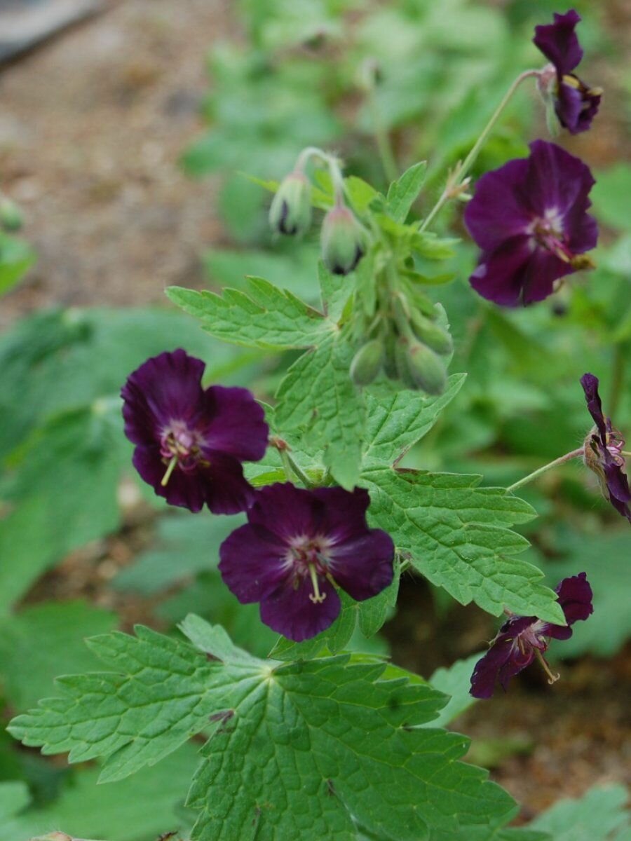 Герань Ревен темная