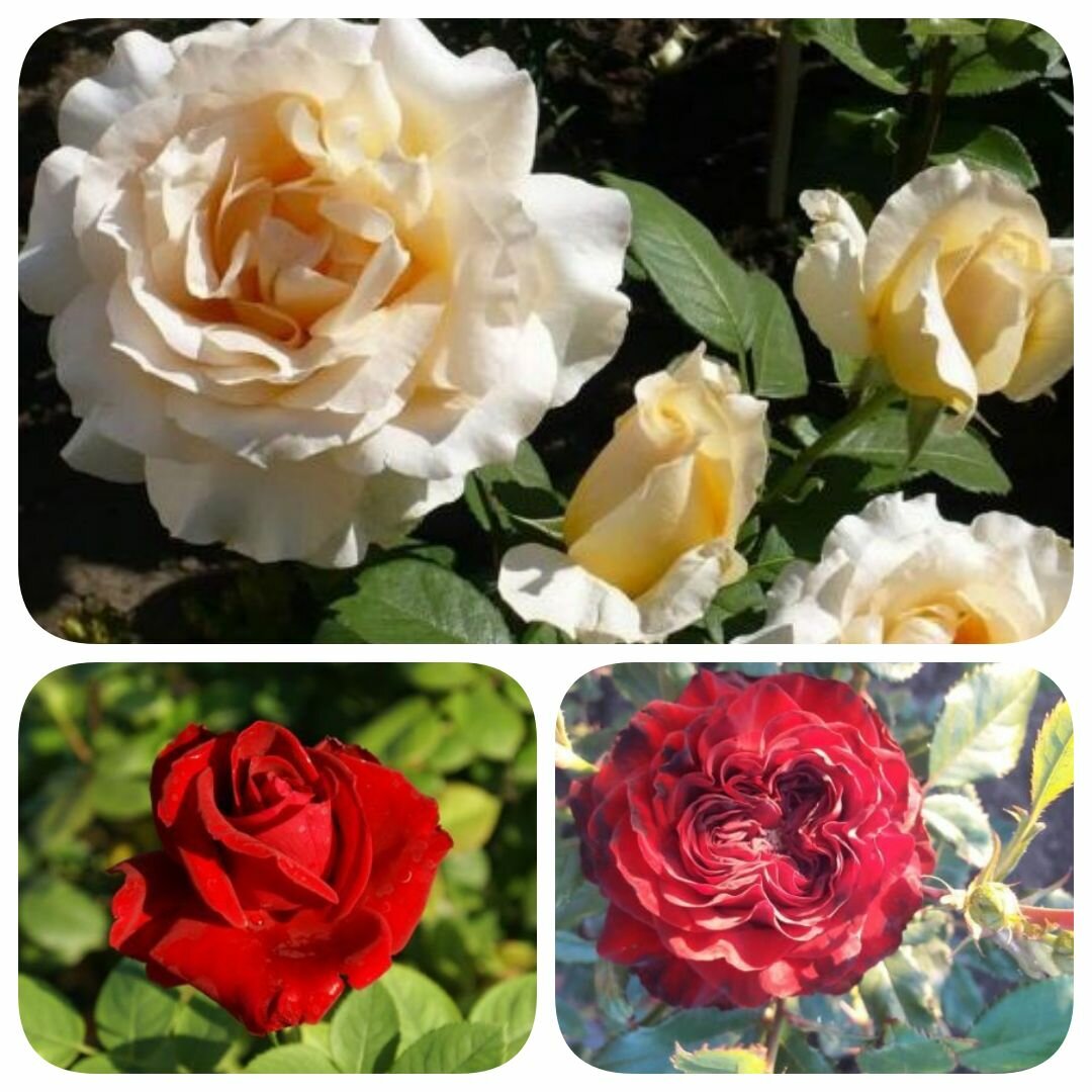 Комплект чайно-гибридных роз Казанова 3 шт