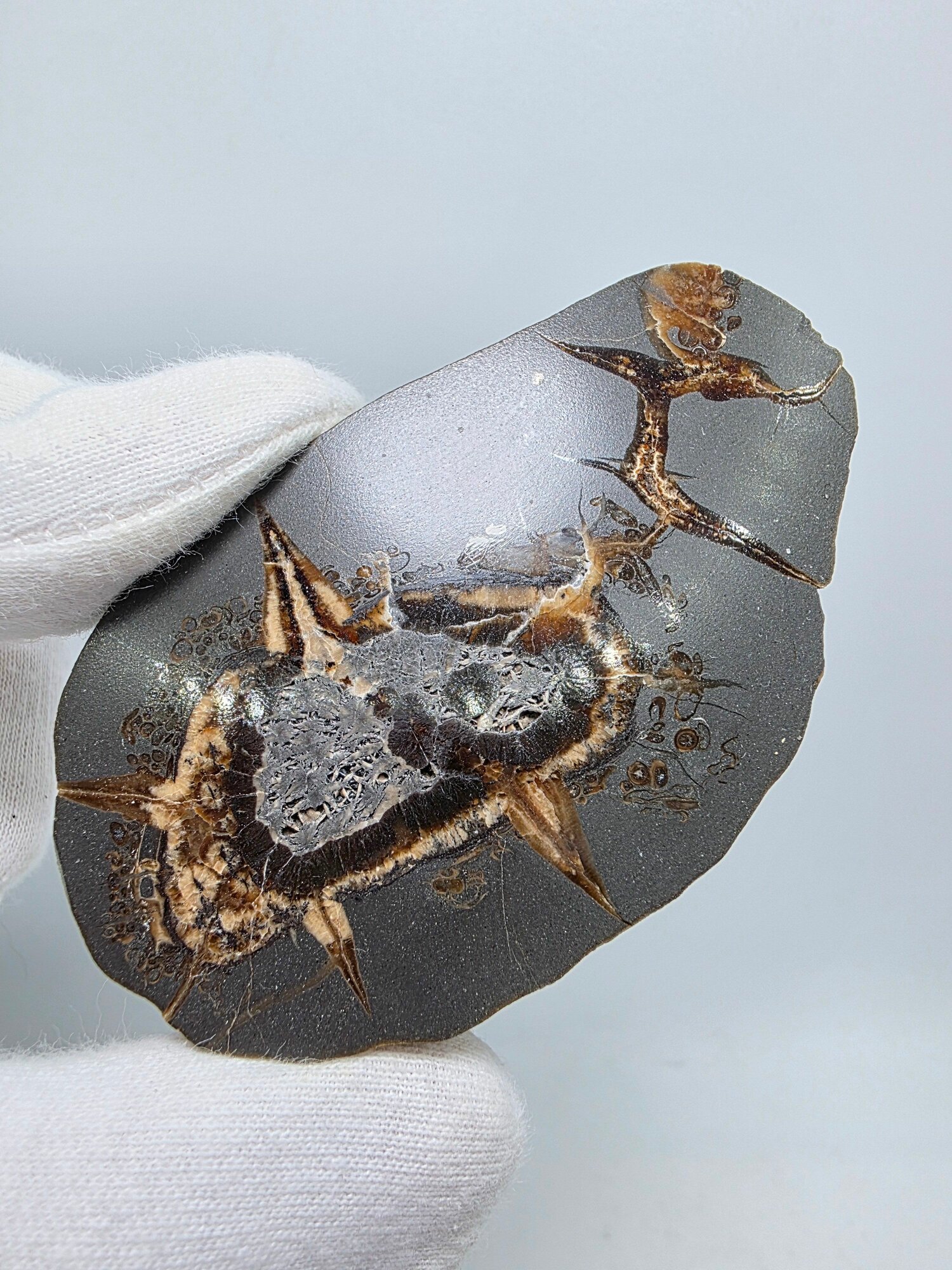 Септария (полированная) 79 мм, 137 г.